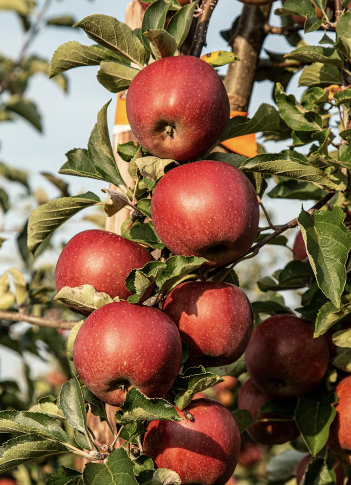 Burnett's Country Gardens in Salem, CT: Open for the Season with Our ...